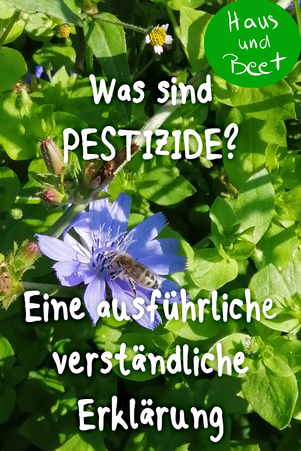 Pestizide – einfach und verständlich erklärt – Haus und Beet
