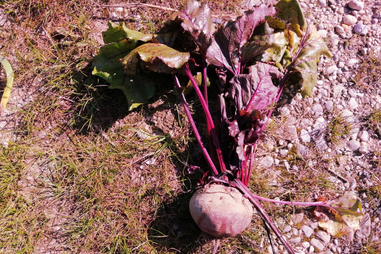 Rote Bete – Das herbstliche regionale Superfood – Haus und Beet