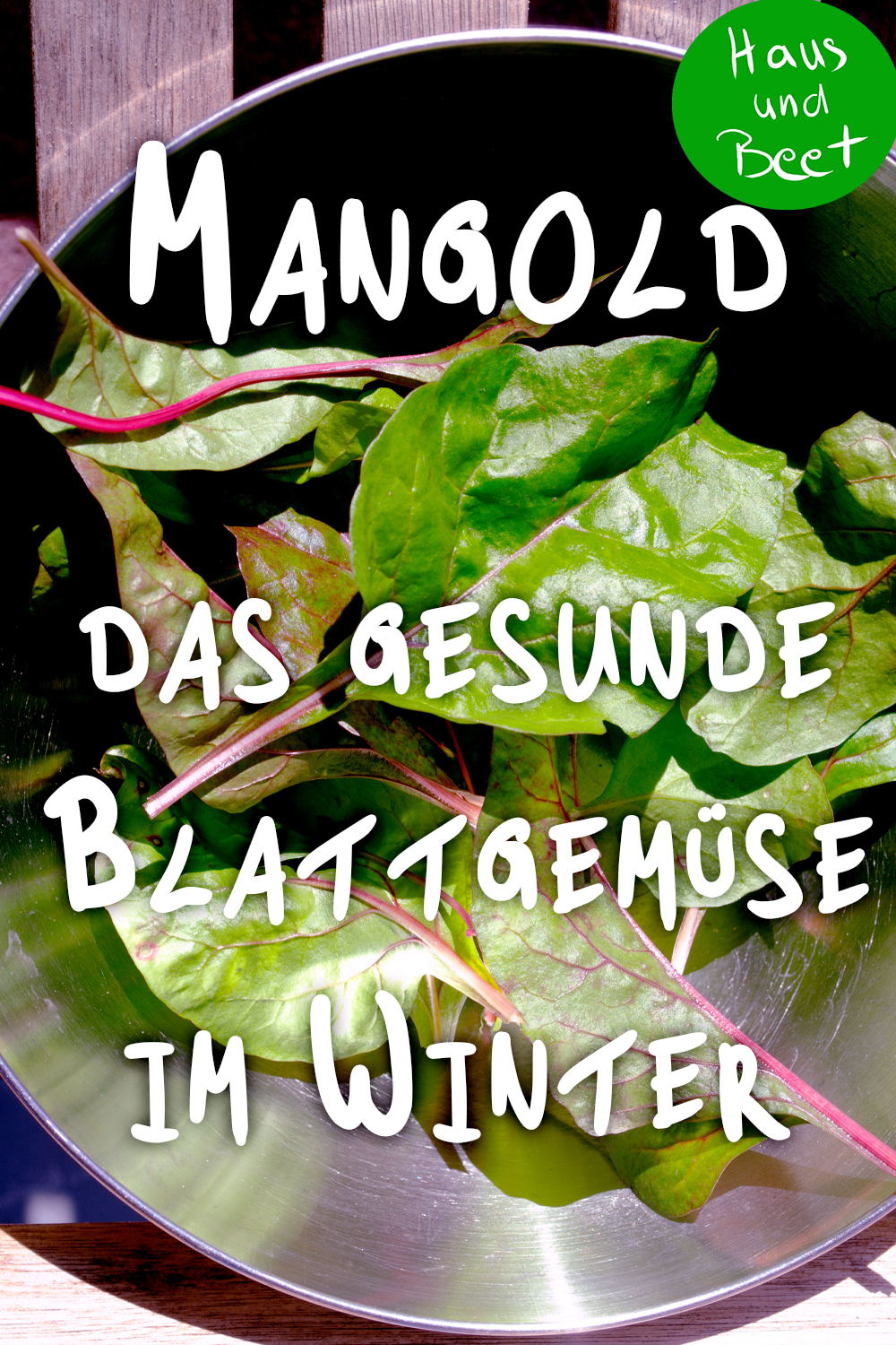 Mangold – das gesunde Blattgemüse im Winter – Haus und Beet