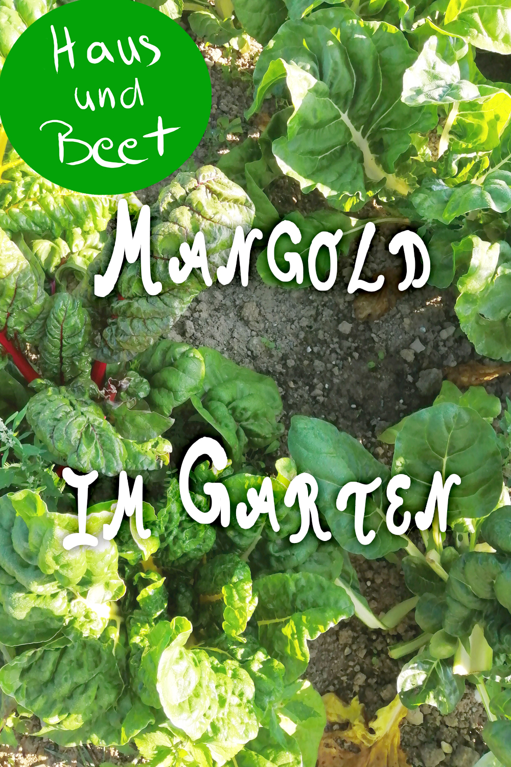 Mangold – das gesunde Blattgemüse im Winter – Haus und Beet