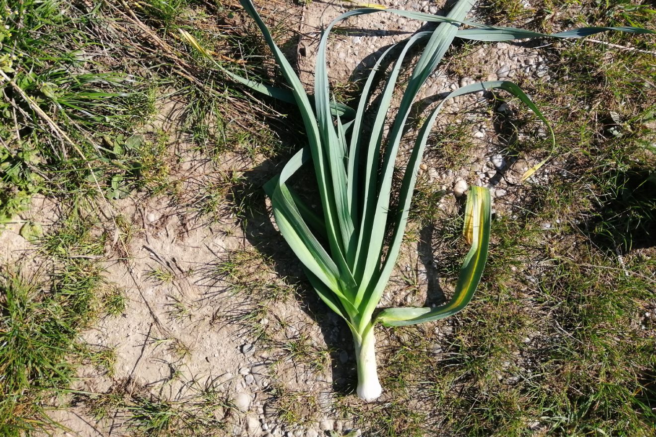 Lauch – Porree aus dem Garten in deine Küche – Haus und Beet